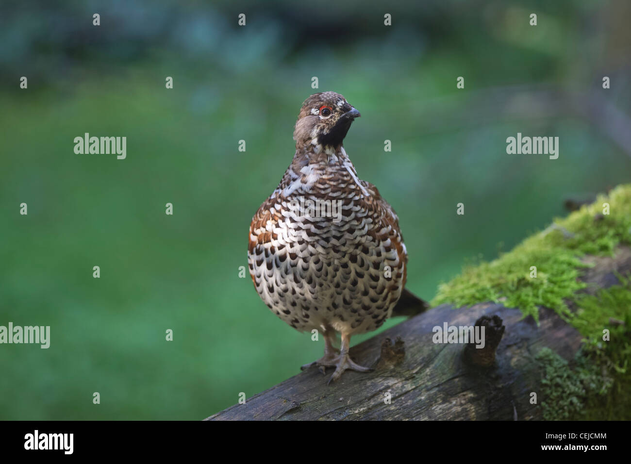 Haselhuhn Hazel Grouse Hazel Hen Tetrastes bonasia Stock Photo - Alamy