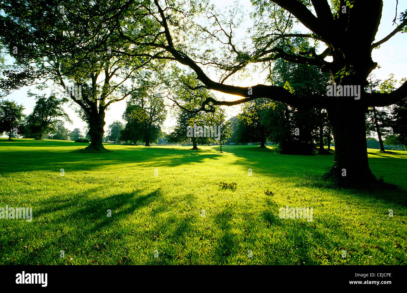 Trees with dramatic shadows Stock Photo - Alamy