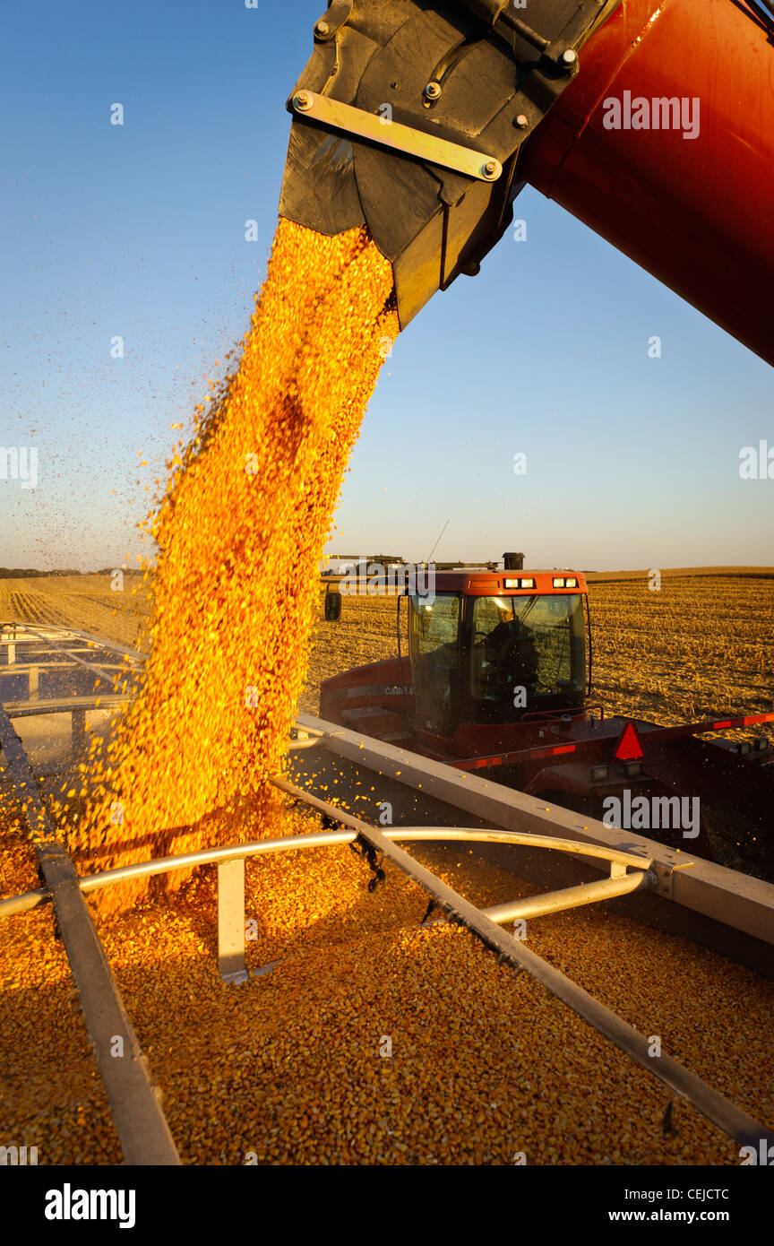Corn field farm corn tractor hi-res stock photography and images - Alamy