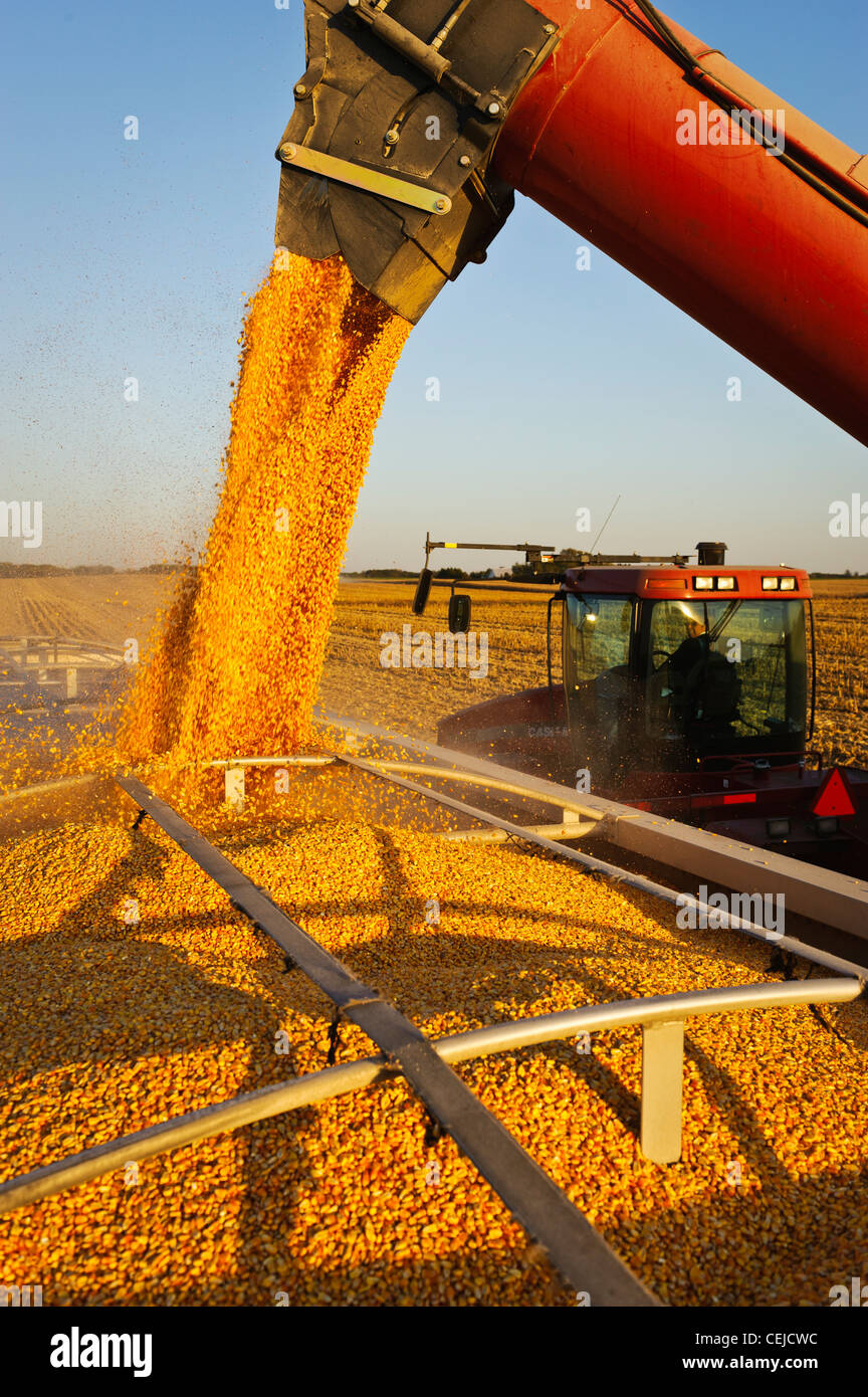 Farmer harvests corn field hi-res stock photography and images - Alamy