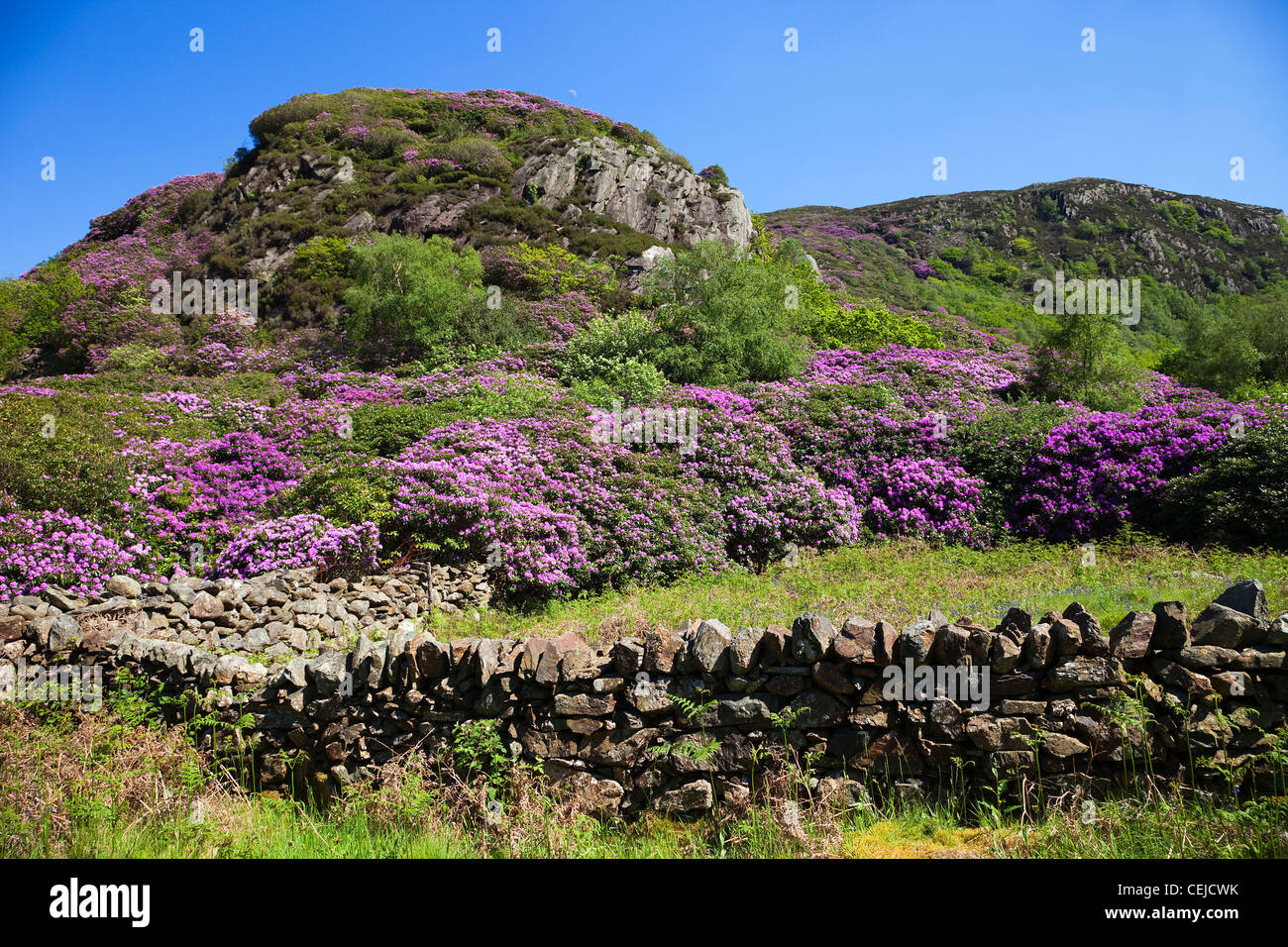 Flowers in snowdonia national park hi-res stock photography and images ...