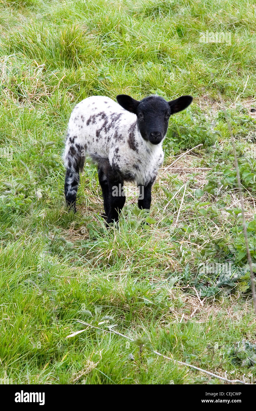 lamb, spring, black faced sheep, countryside, farm Stock Photo - Alamy