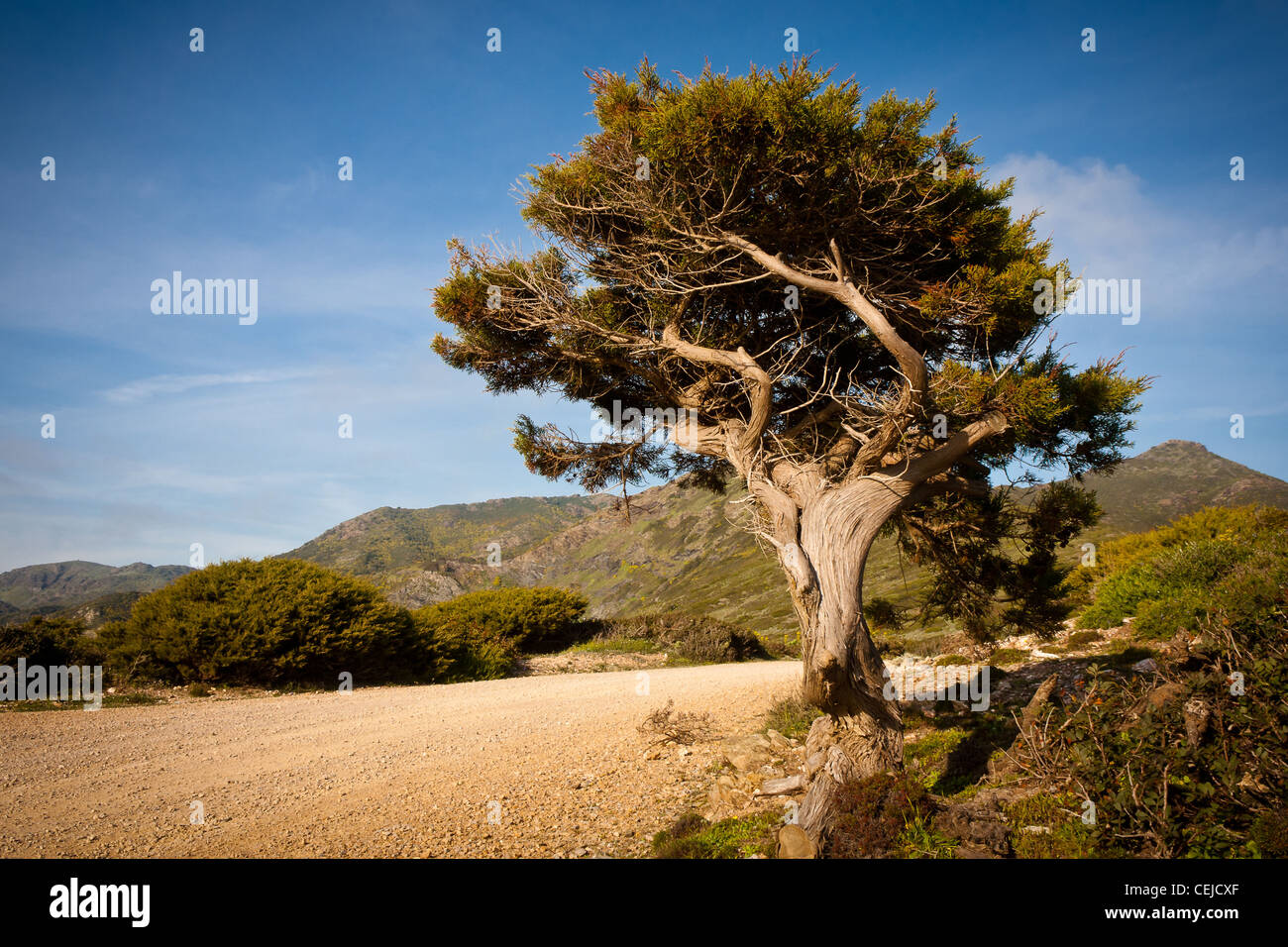 twisted juniper in a typical mediterranean environment Stock Photo - Alamy