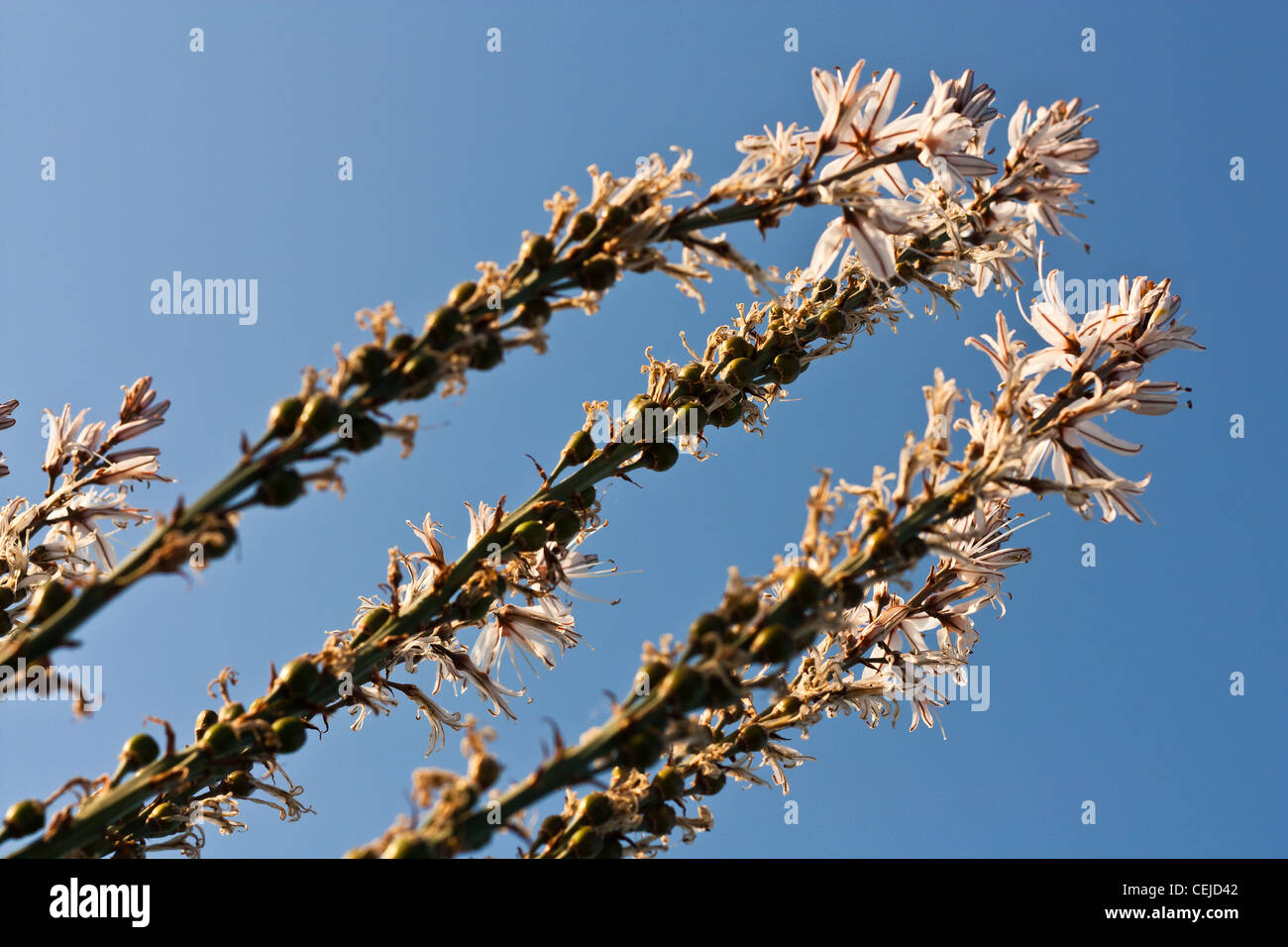 Asphodels Stock Photos & Asphodels Stock Images - Alamy