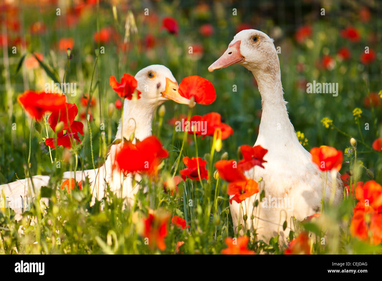 Two ducks in grass field hi-res stock photography and images - Alamy