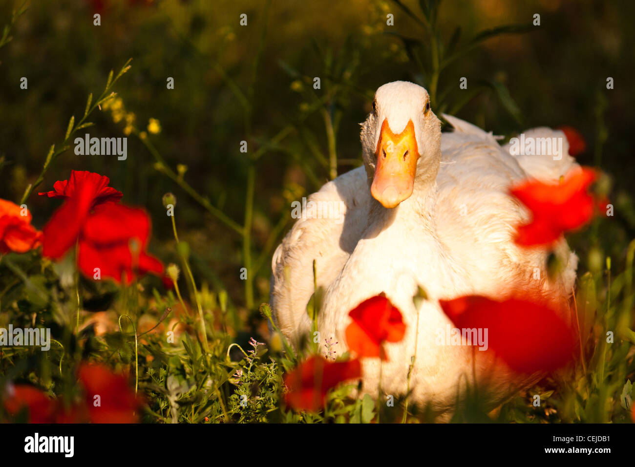 duck among poppies Stock Photo - Alamy