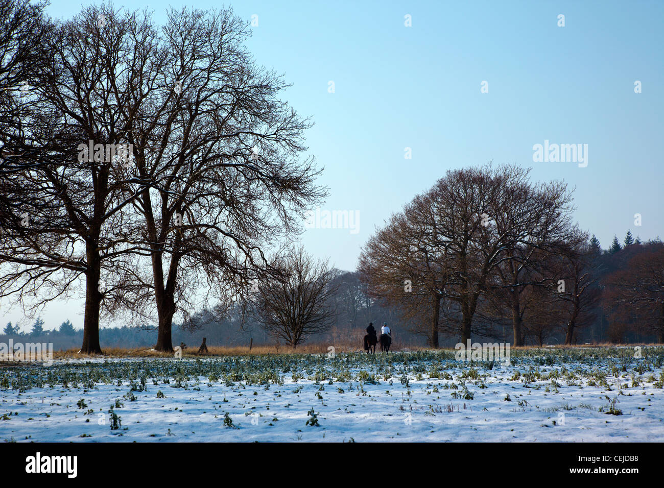 Two horsewomen riding through snowy fields on a sunny winters day in ...