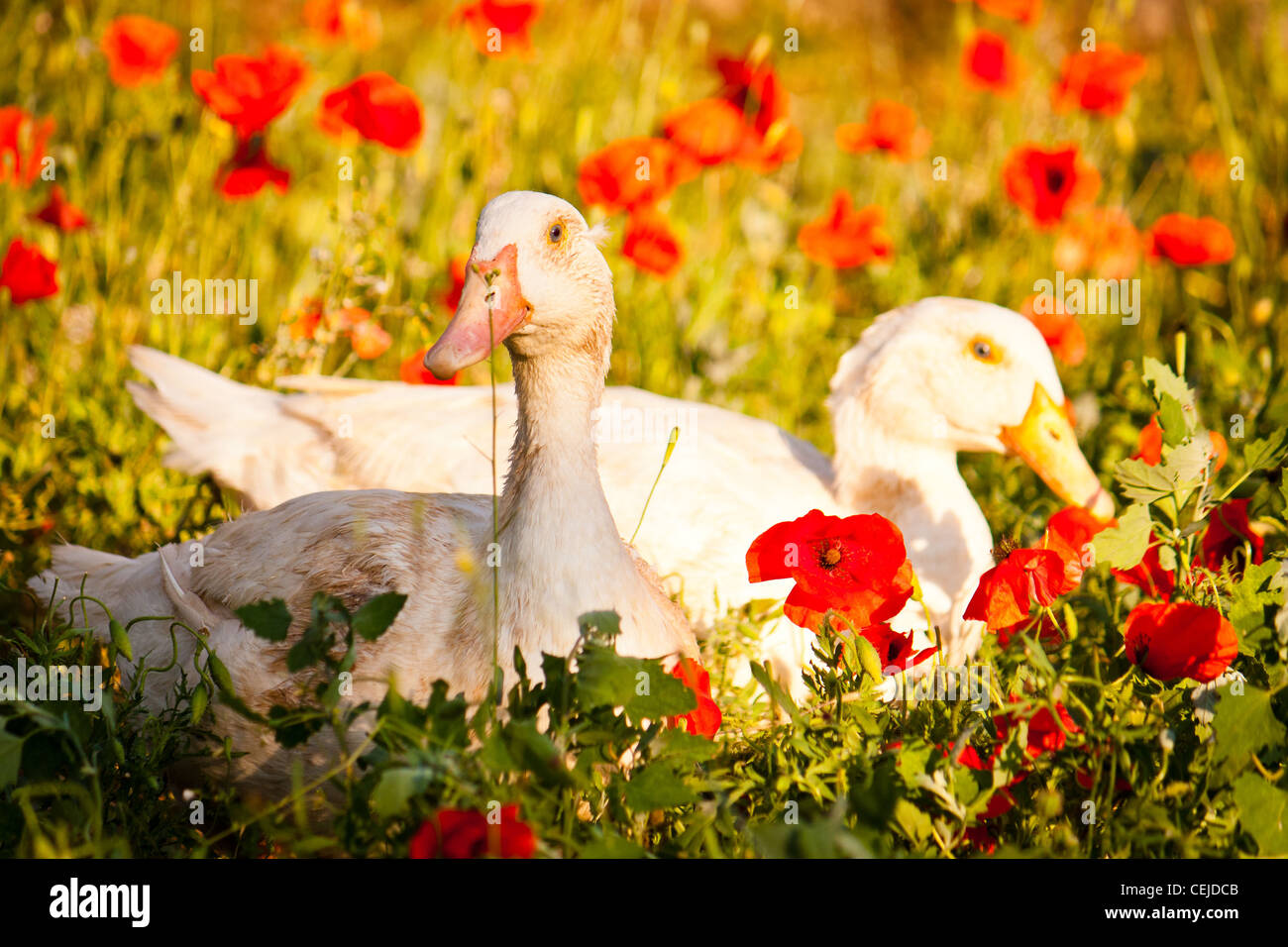 Two ducks in grass field hi-res stock photography and images - Alamy
