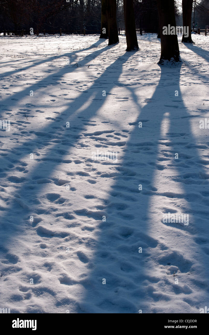 Shadows of trees in the snow at Cambridge England UK in the snow Stock ...