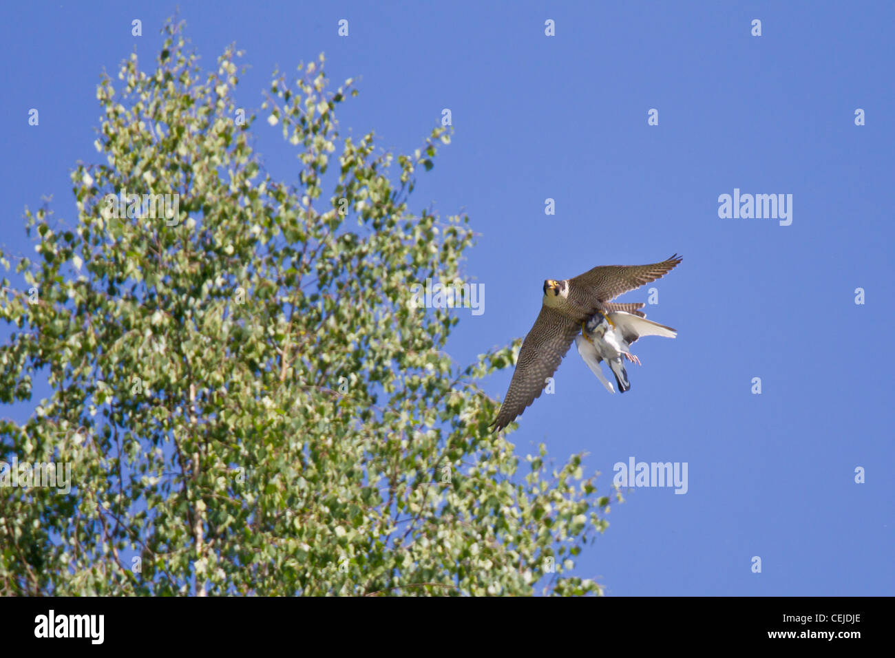 Wanderfalke, Falco peregrinus, peregrine falcon Stock Photo - Alamy