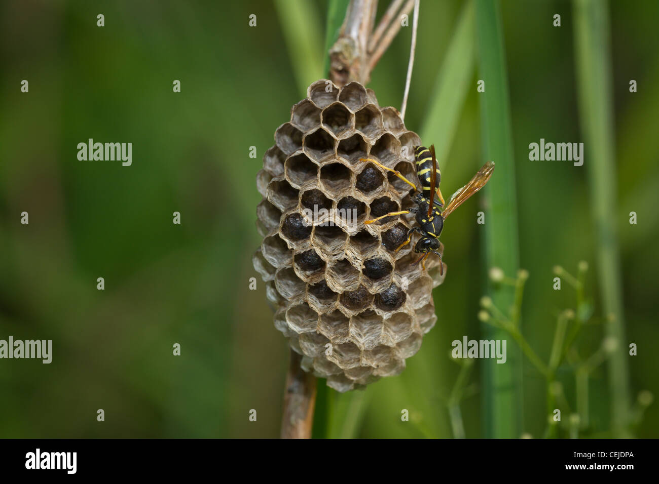Wespennest hi-res stock photography and images - Alamy