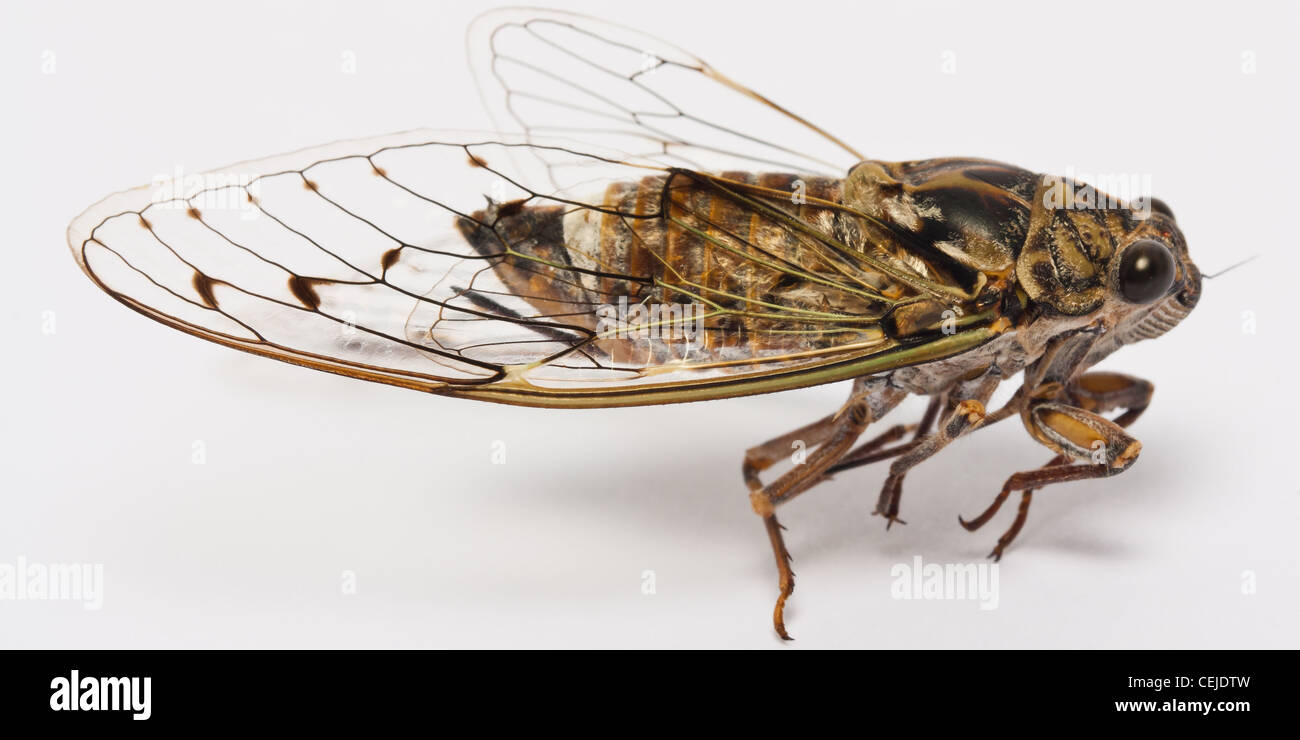 Cicada legs hi-res stock photography and images - Alamy