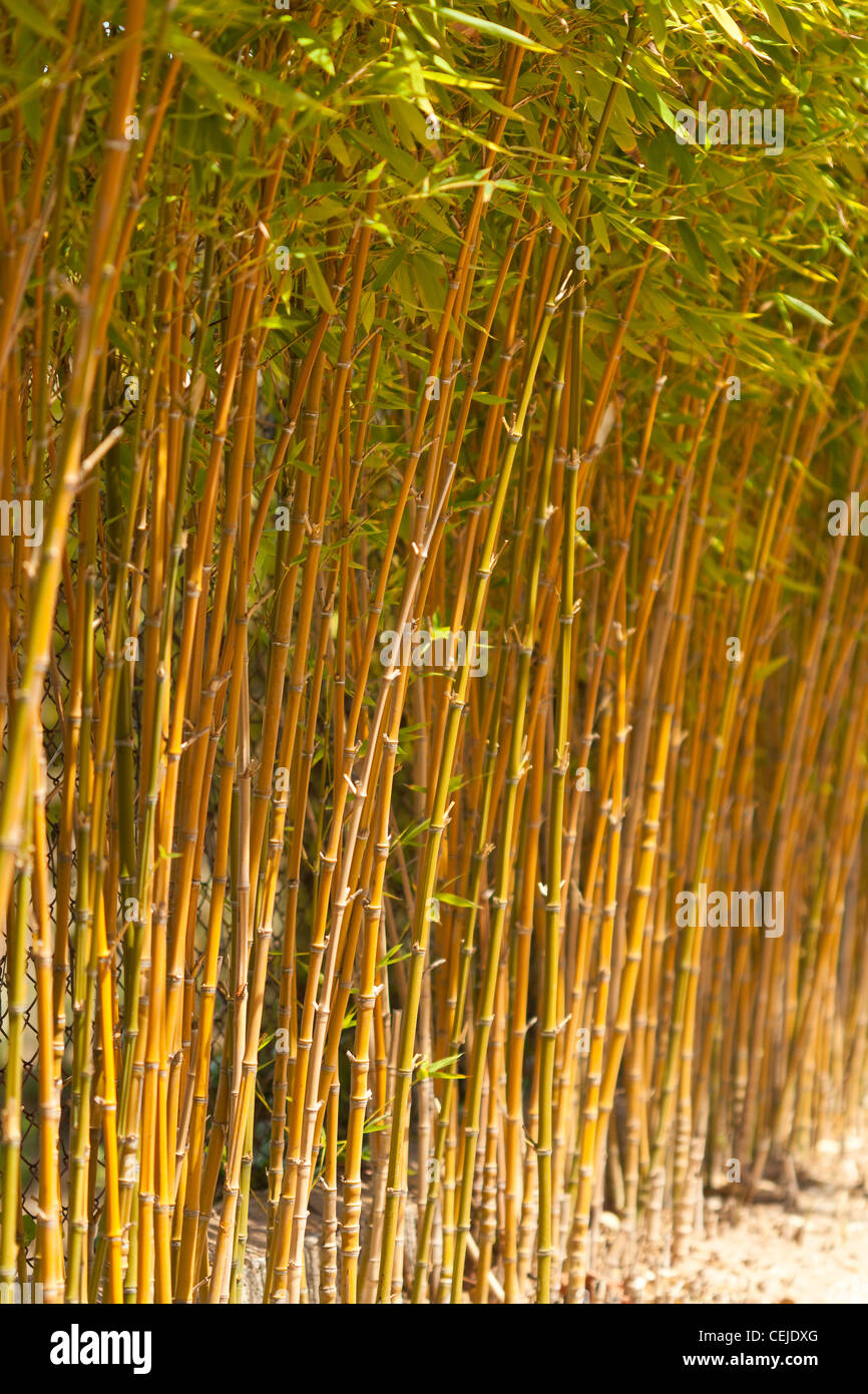 Bamboo rods hi-res stock photography and images - Alamy
