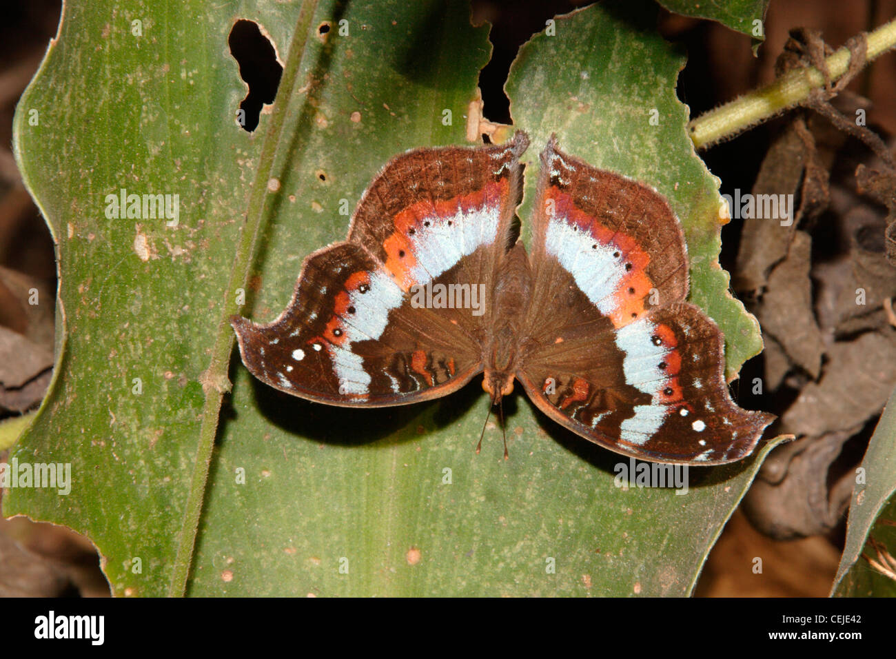 Precis pelarga hi-res stock photography and images - Alamy