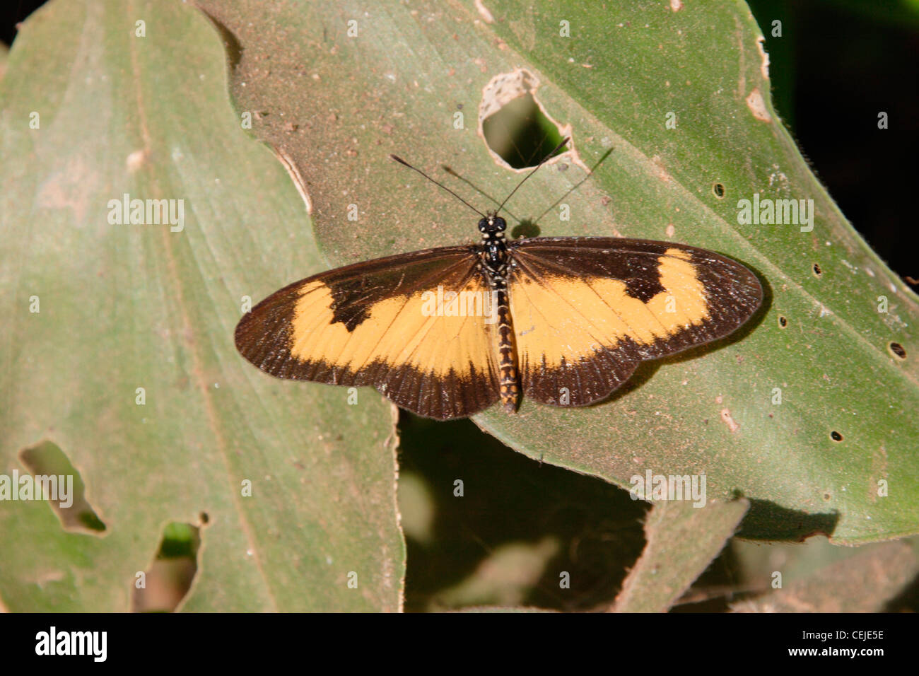 Acraeid hi-res stock photography and images - Alamy