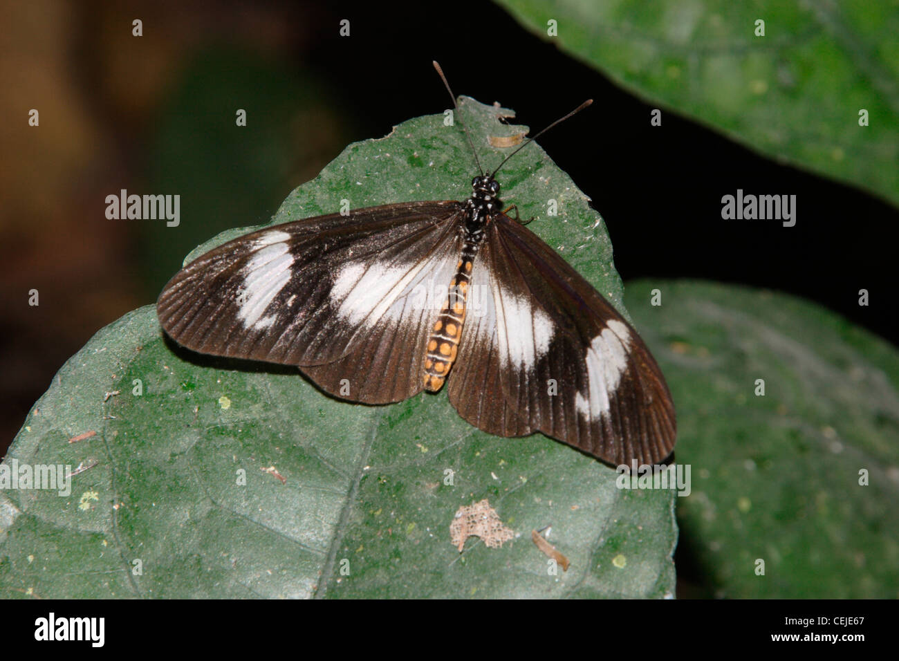 Acraeid hi-res stock photography and images - Alamy