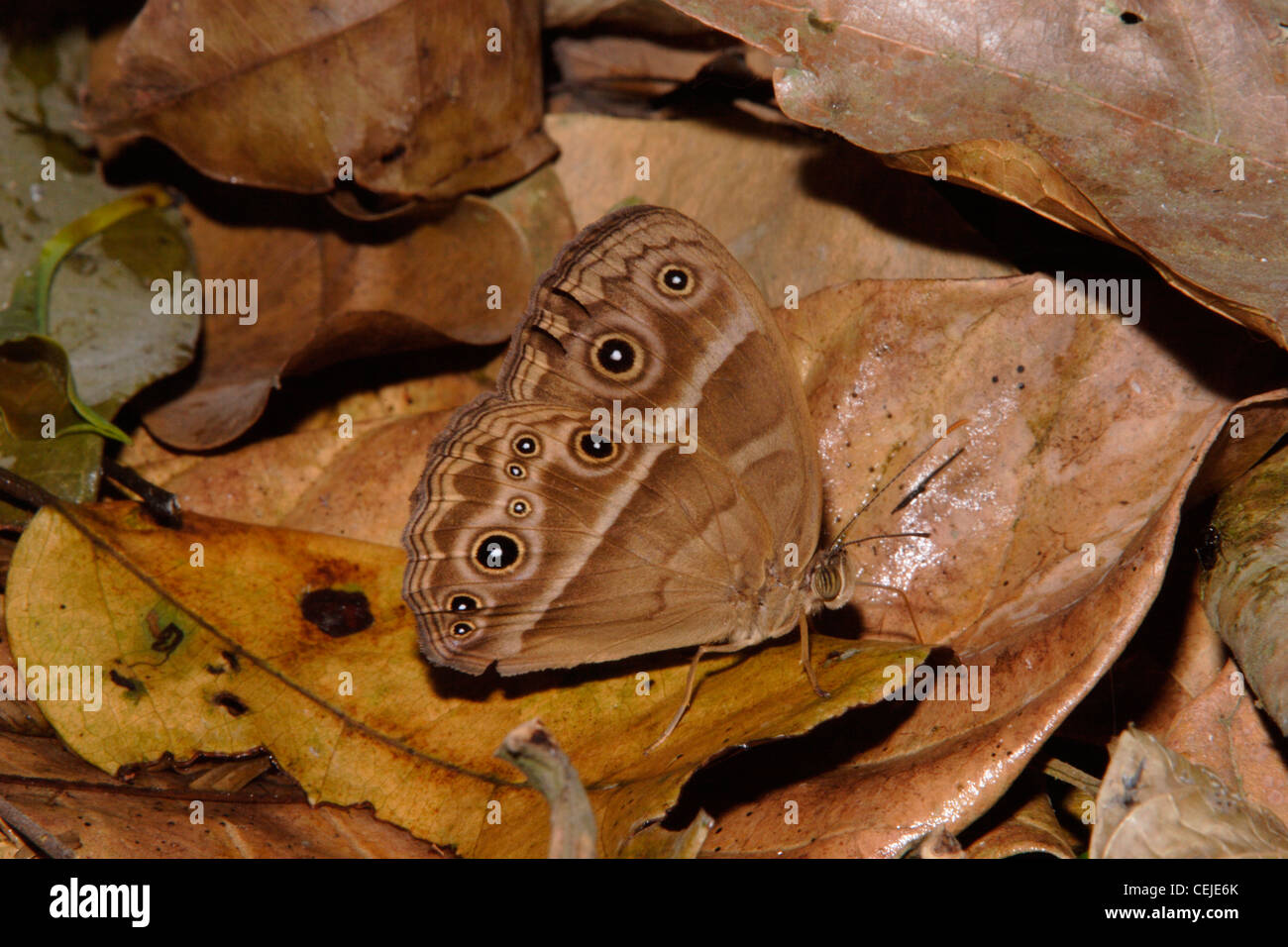 Satyrid hi-res stock photography and images - Alamy