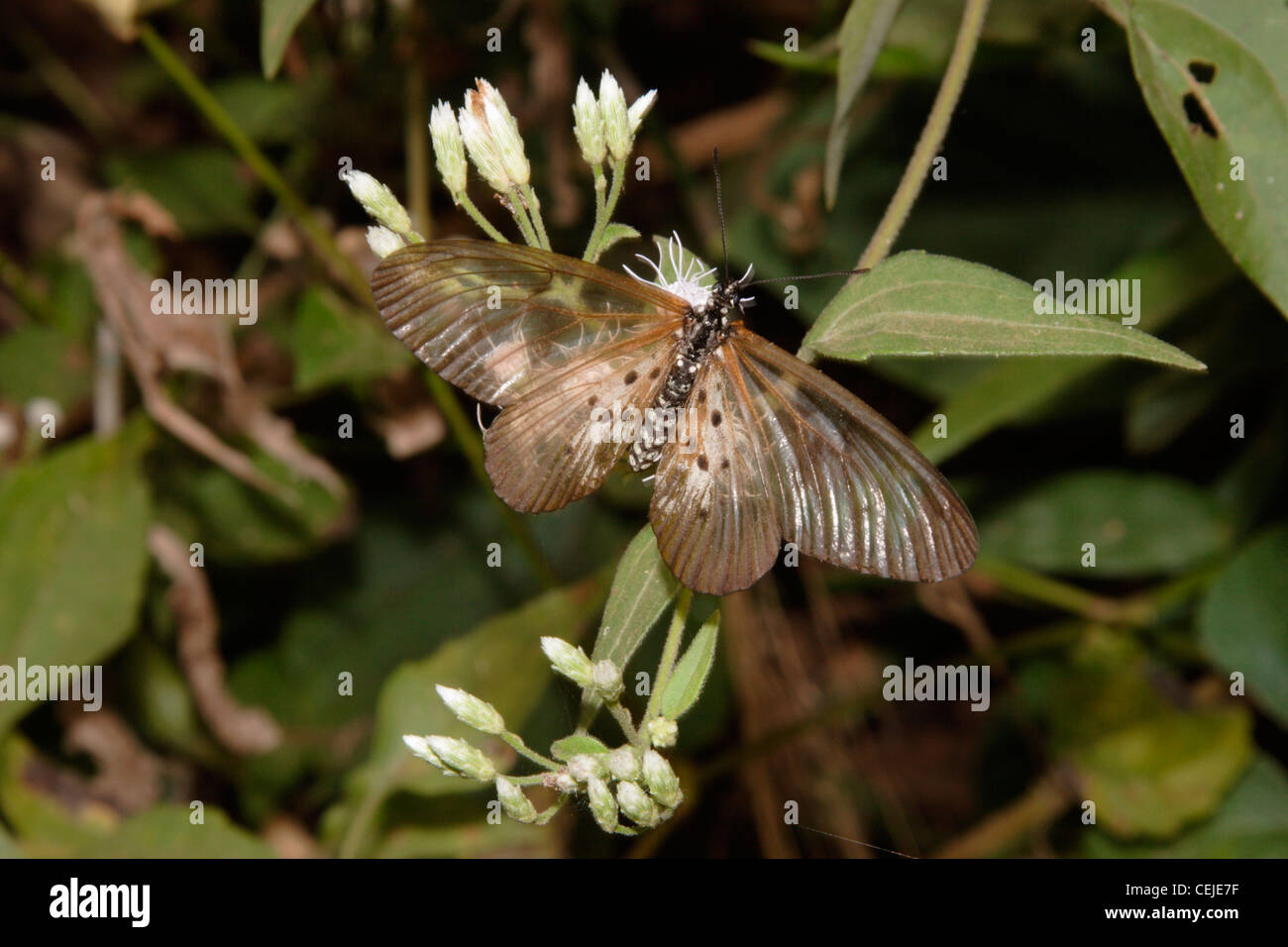 Butterfly (Acraea pentapolis : Acraeidae) feeding on flowers in ...