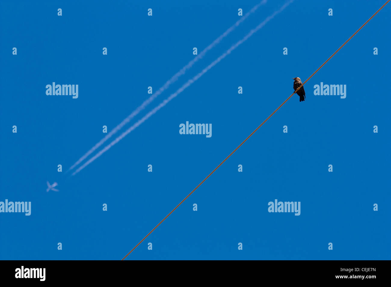 evolution of bird Stock Photo - Alamy