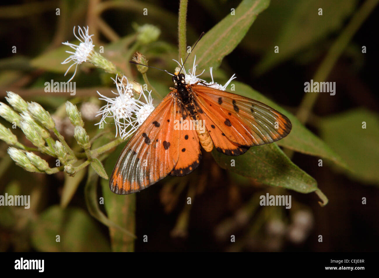 Butterfly (Acraea neobule seis : Acraeidae) on flowers in rainforest ...