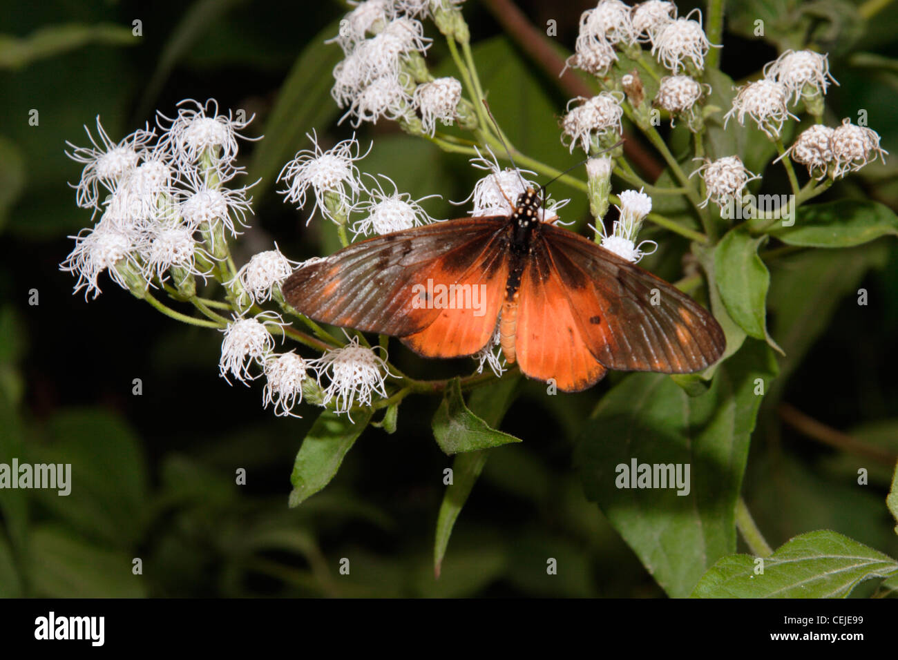 Quinina hi-res stock photography and images - Alamy
