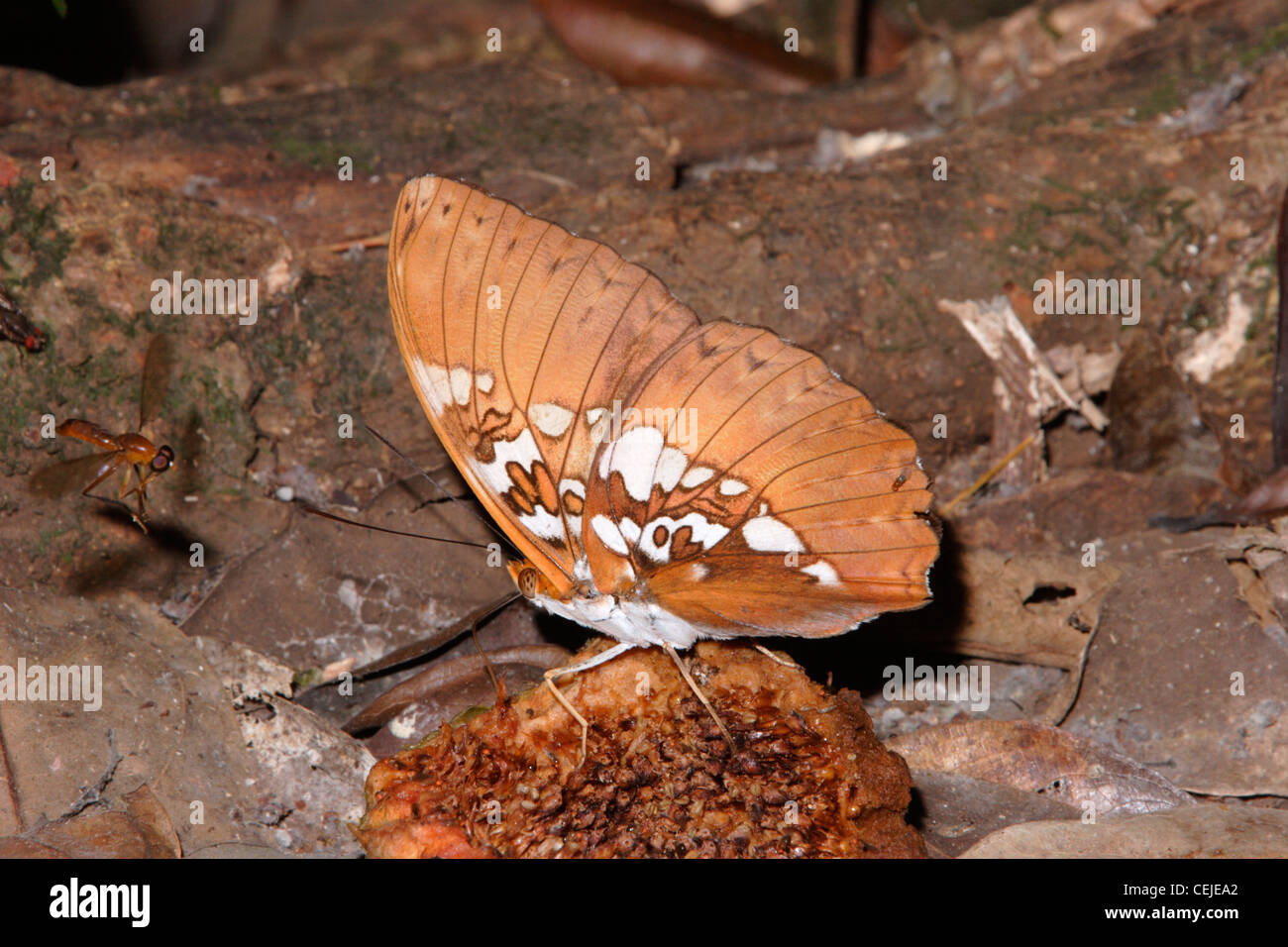 Cymothoe hi-res stock photography and images - Alamy