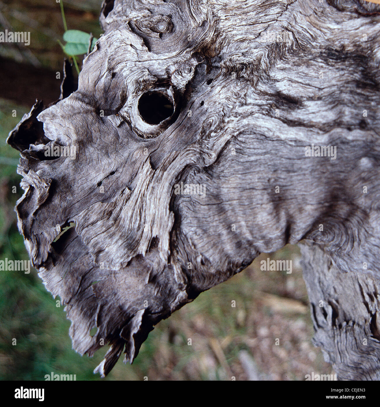 Bark from tree in shape of dog's head and face Stock Photo - Alamy
