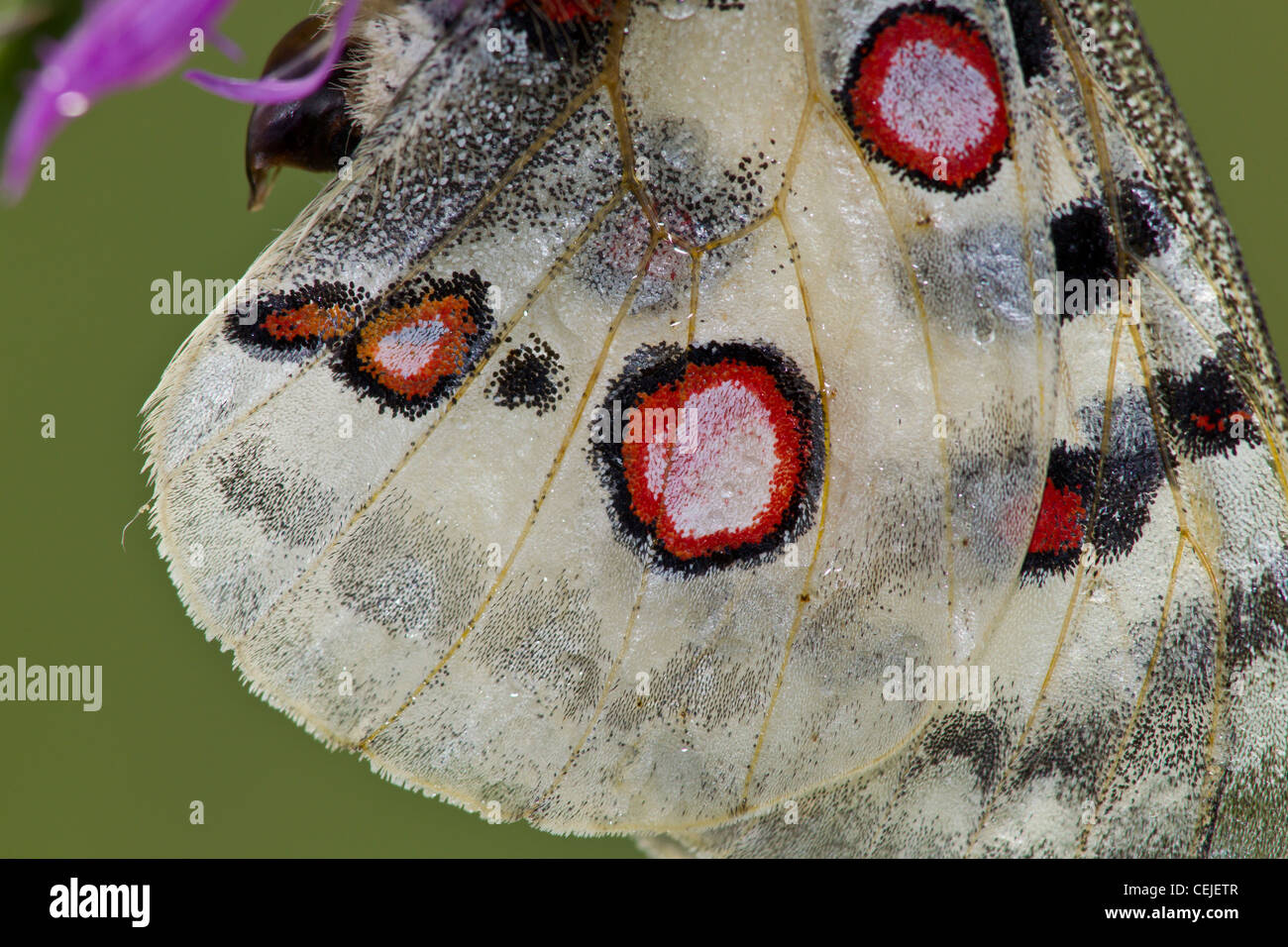 Roter apollo hi-res stock photography and images - Alamy