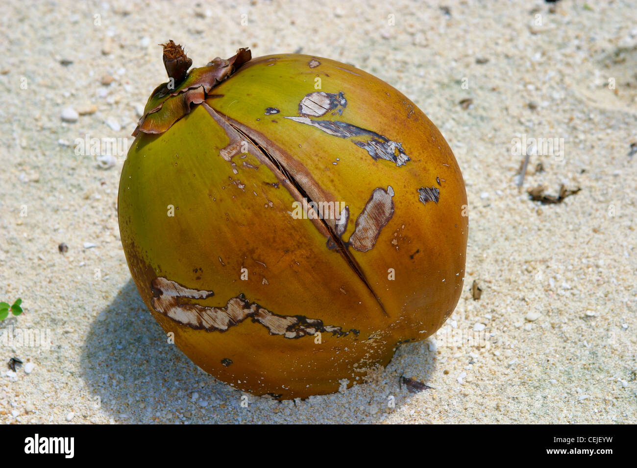 Fallen Ripe Coconut In Husk Lying On White Sandy Beach On Tropical Island In The Philippines