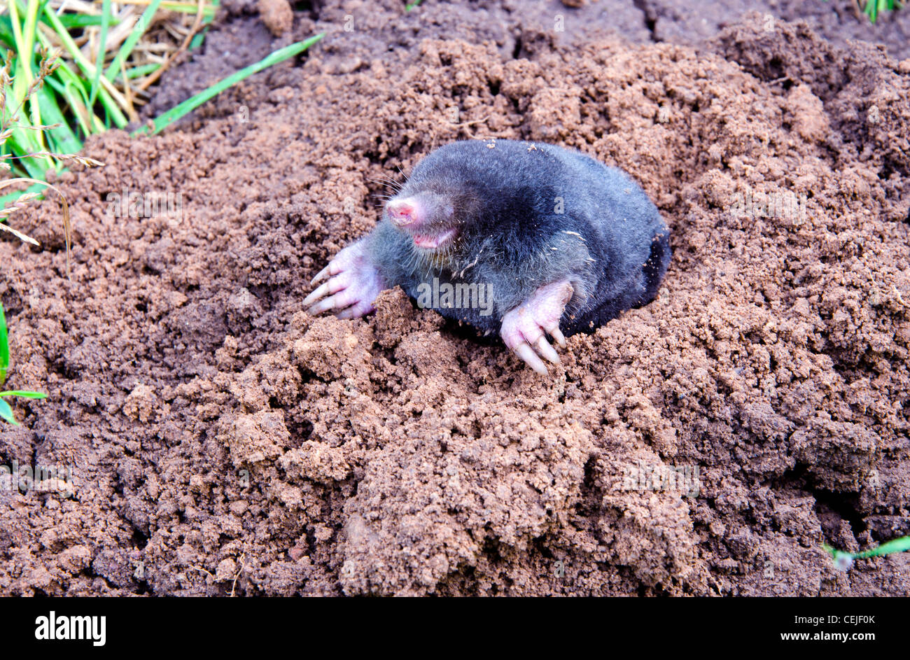 What are these holes in my yard? > General Discussion > AR15.COM