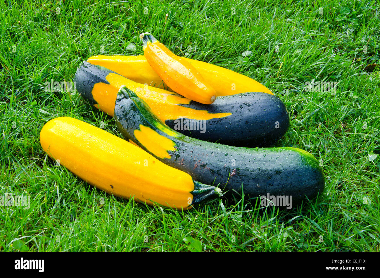 green and yellow courgettes harvest on summer grass Stock Photo - Alamy