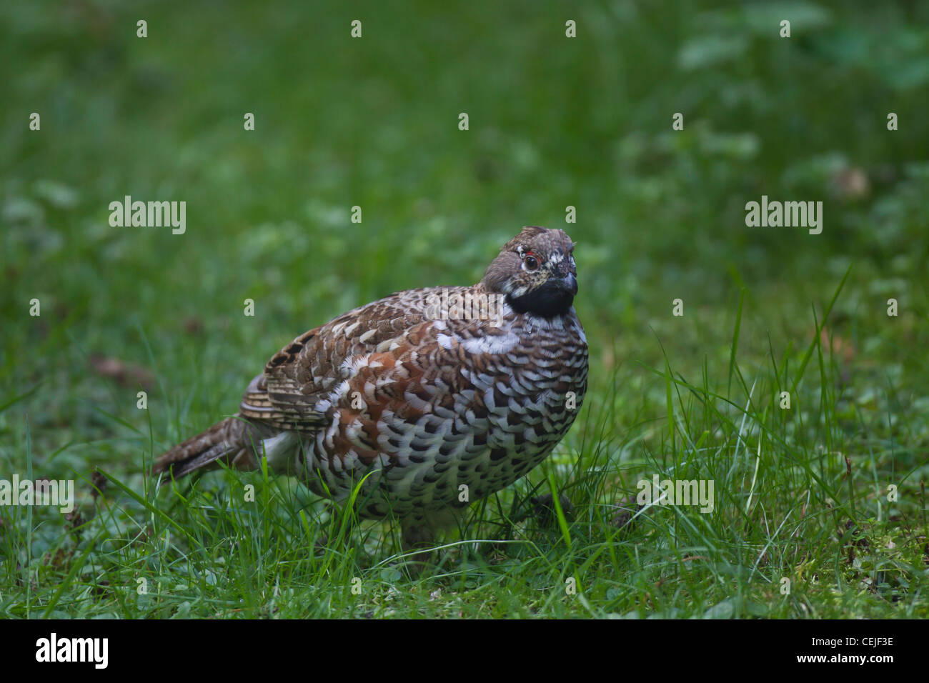 Haselhuhn Hazel Grouse Hazel Hen Tetrastes bonasia Stock Photo - Alamy