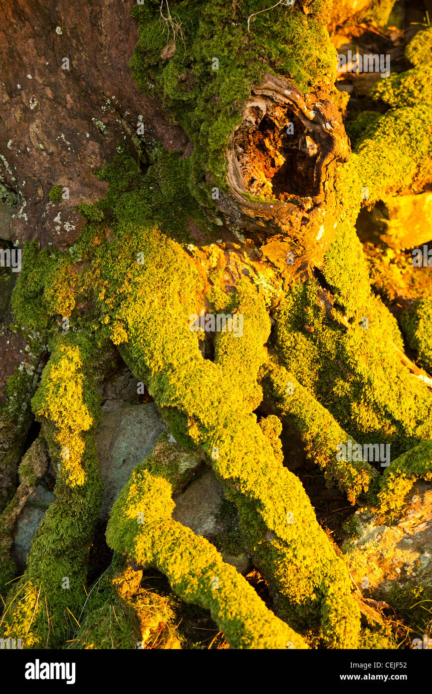 Moss covered root hi-res stock photography and images - Alamy