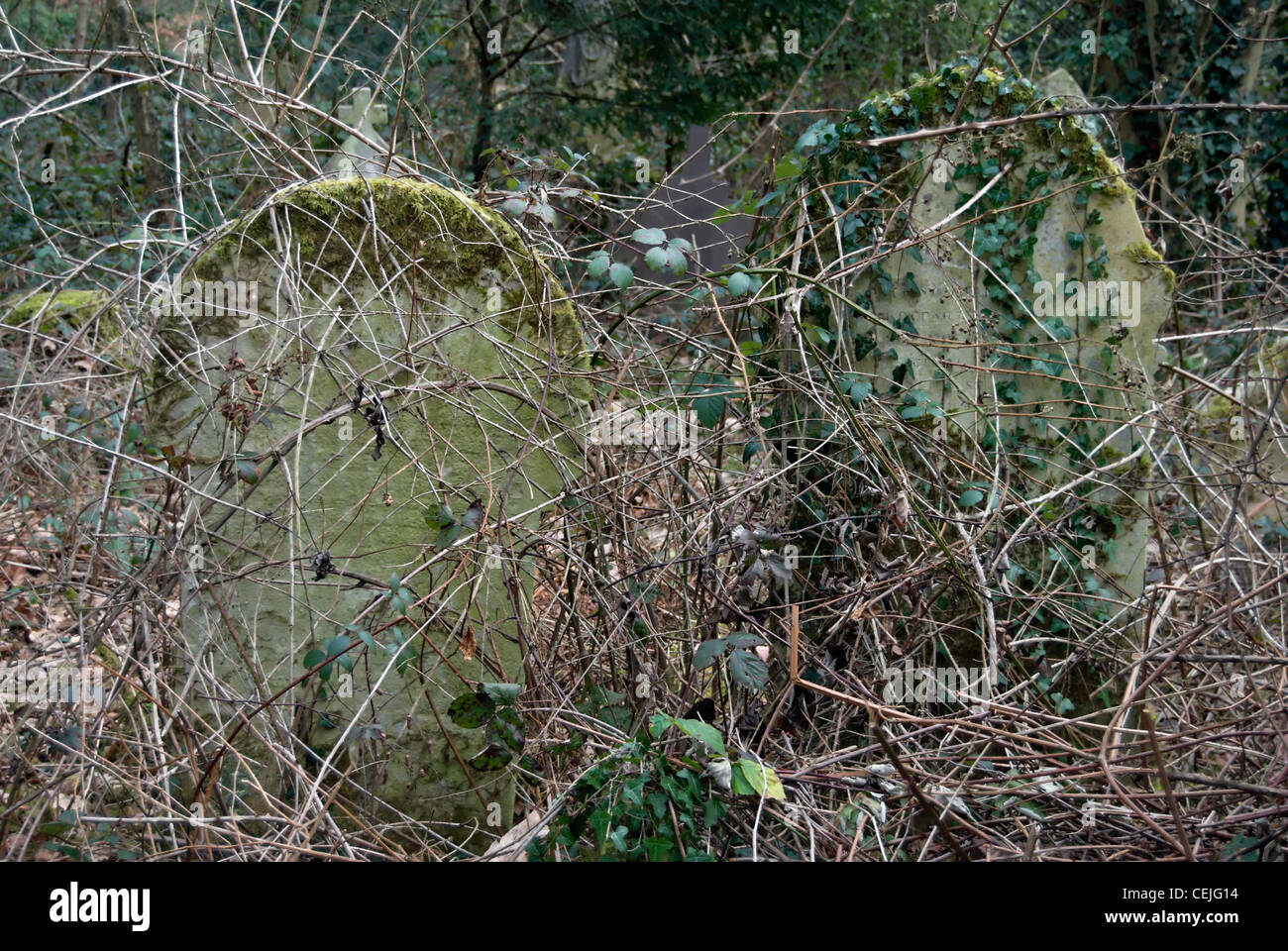 overgrown gravestones at old barnes cemetery, southwest london, a ...