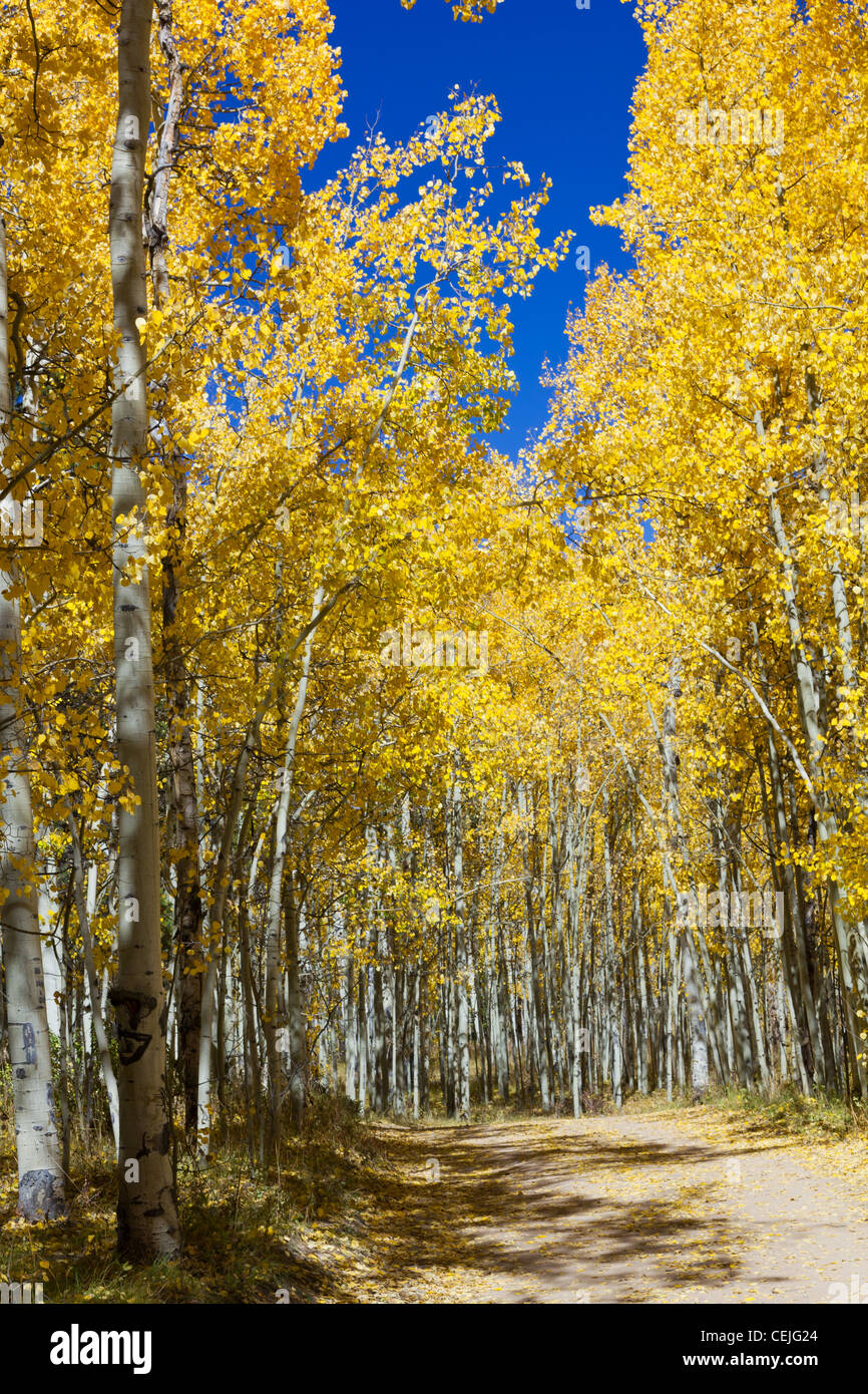 Golden aspen hi-res stock photography and images - Alamy