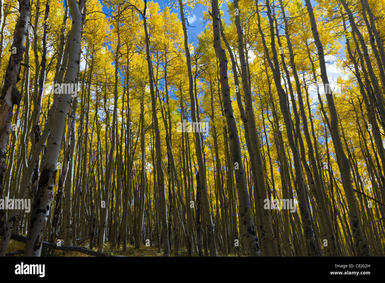 Golden aspen hi-res stock photography and images - Alamy