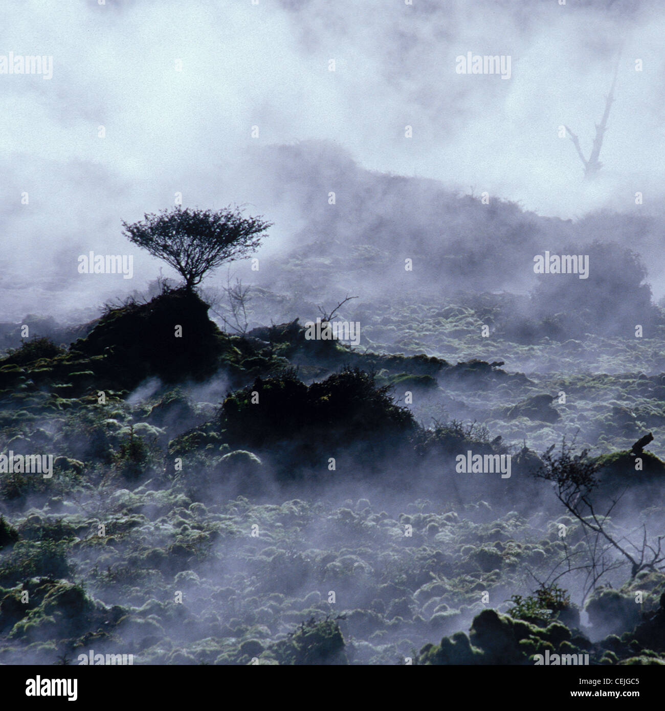 Steaming craters at Wairakei on the North Island in New Zealand Stock ...