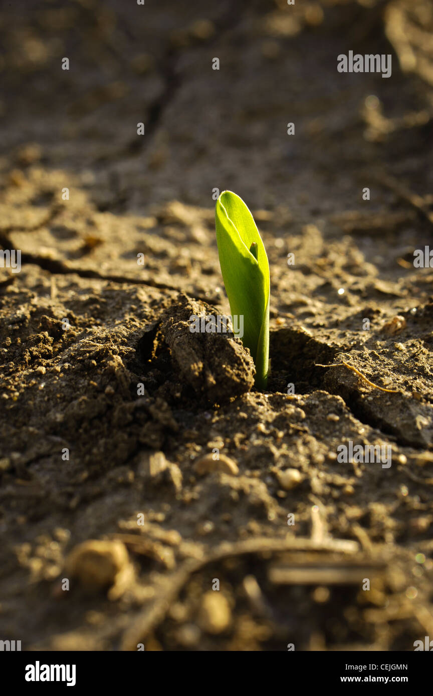 Planting corn seedlings hi-res stock photography and images - Alamy
