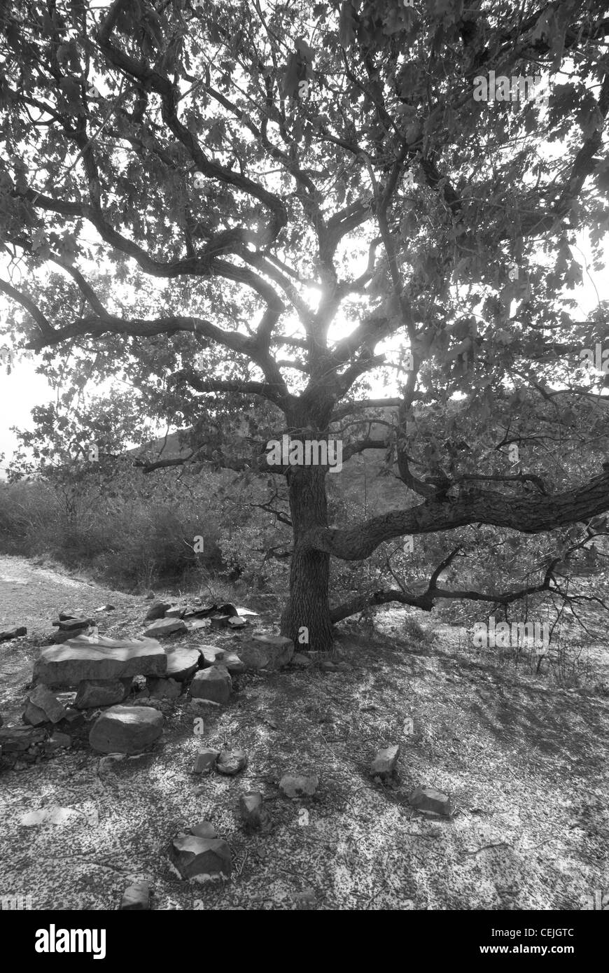 Rays of light going through the branches of a large oak-tree Stock ...