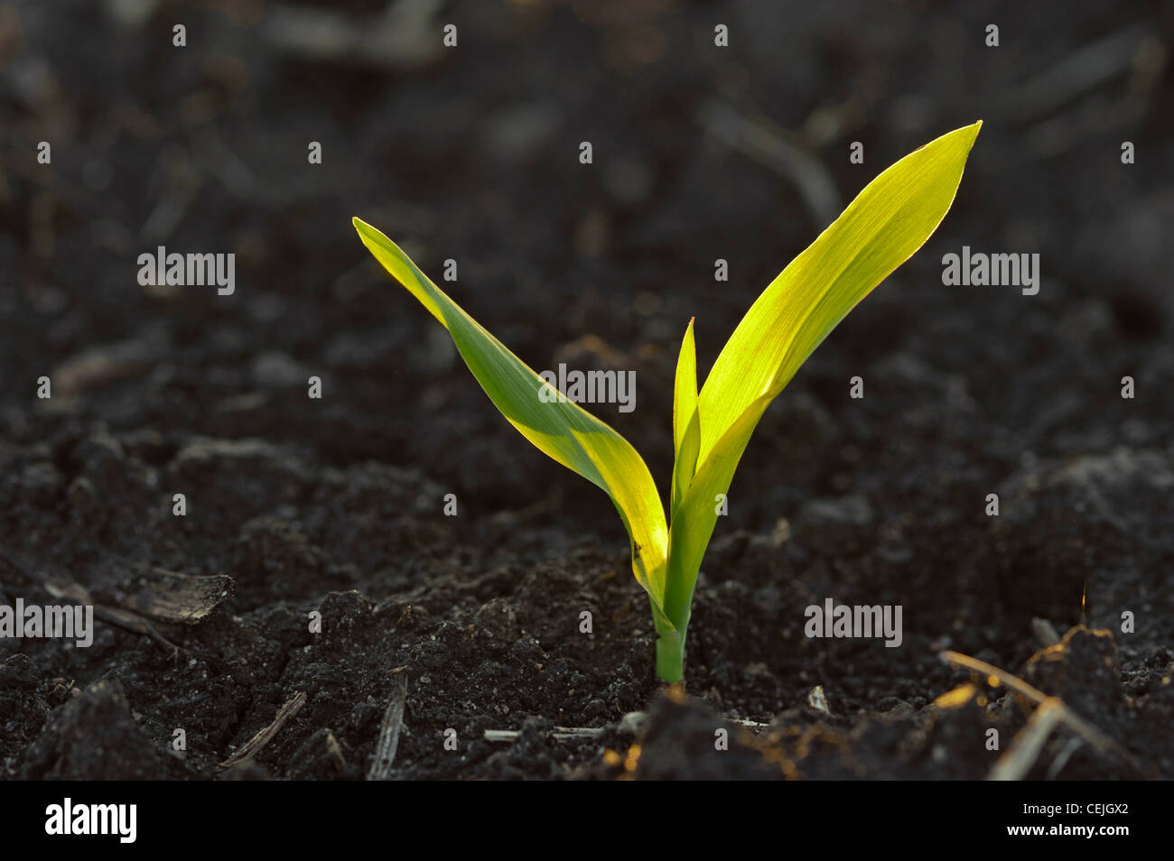 Planting corn seedlings hi-res stock photography and images - Alamy