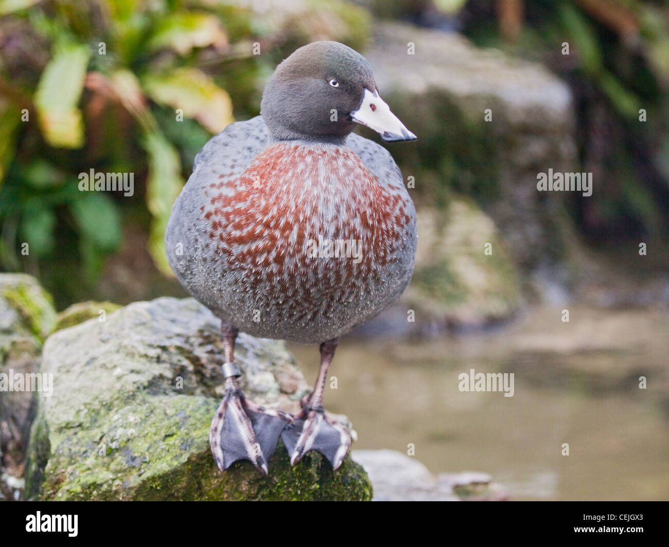 Blue Duck (hymenolaimus malacorhynchos Stock Photo - Alamy