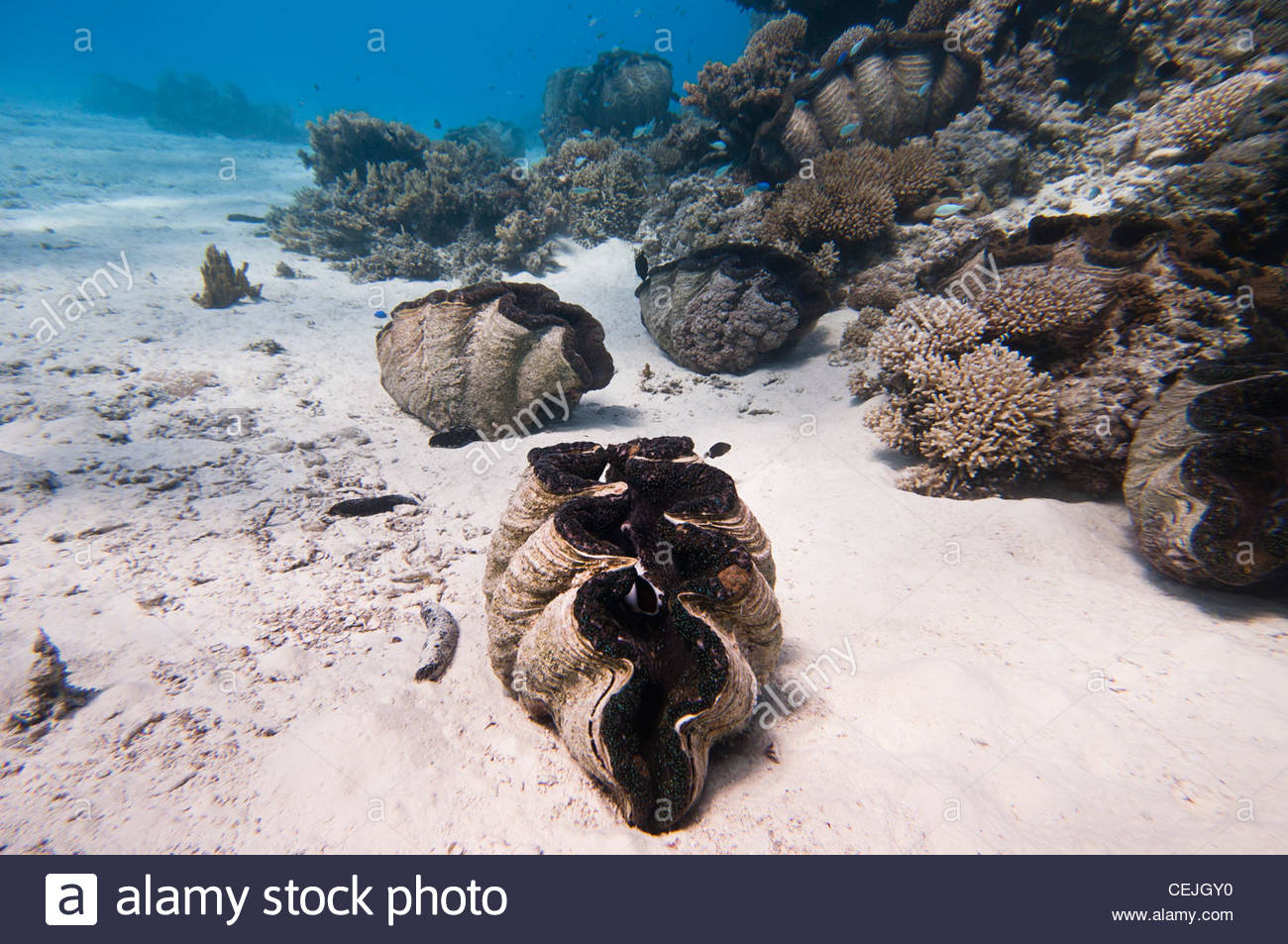 Giant Clams Stock Photos & Giant Clams Stock Images - Alamy