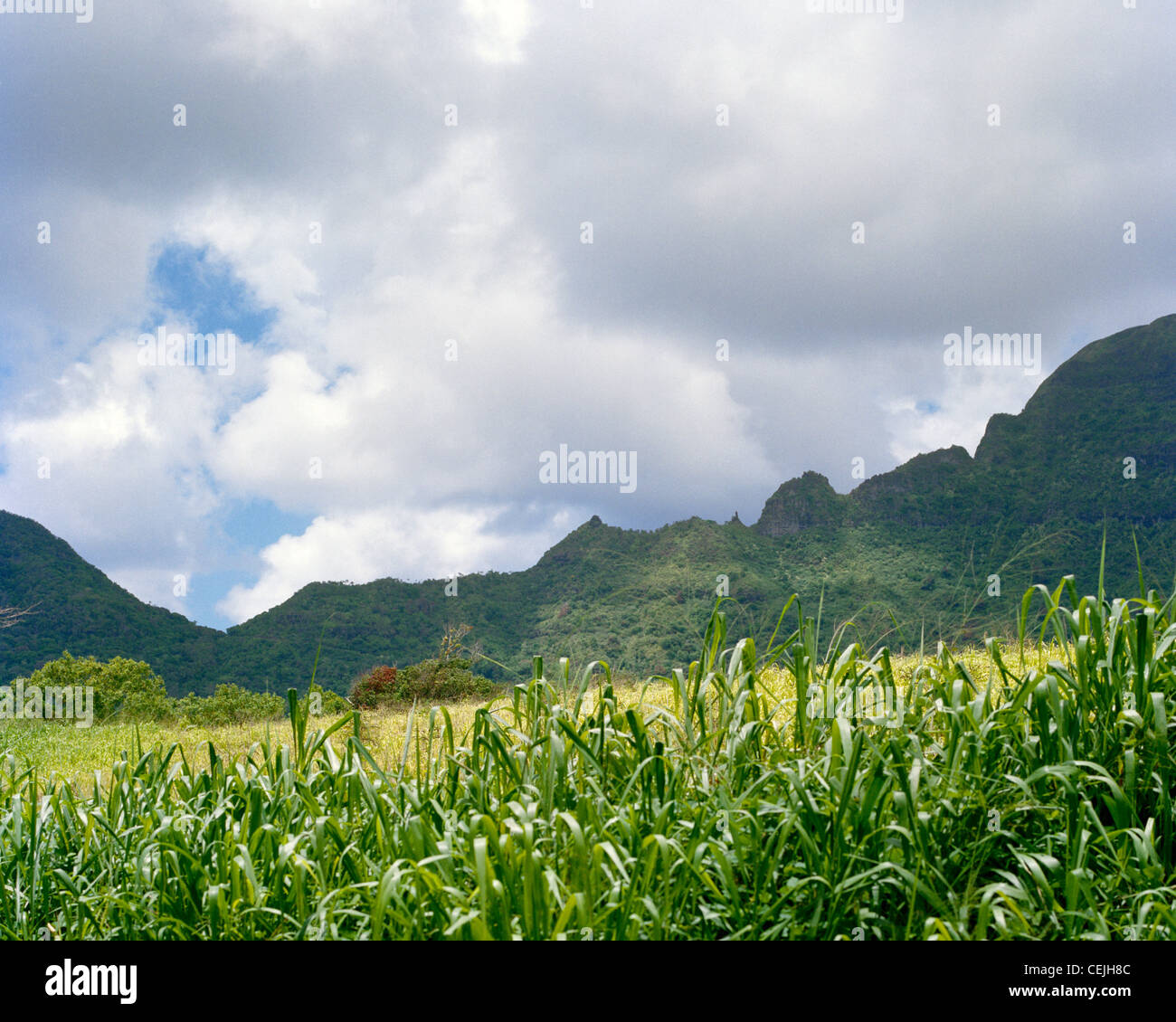 Sugarcane field at Princess Hina's or Queen Victoria's Profile Haupu ...