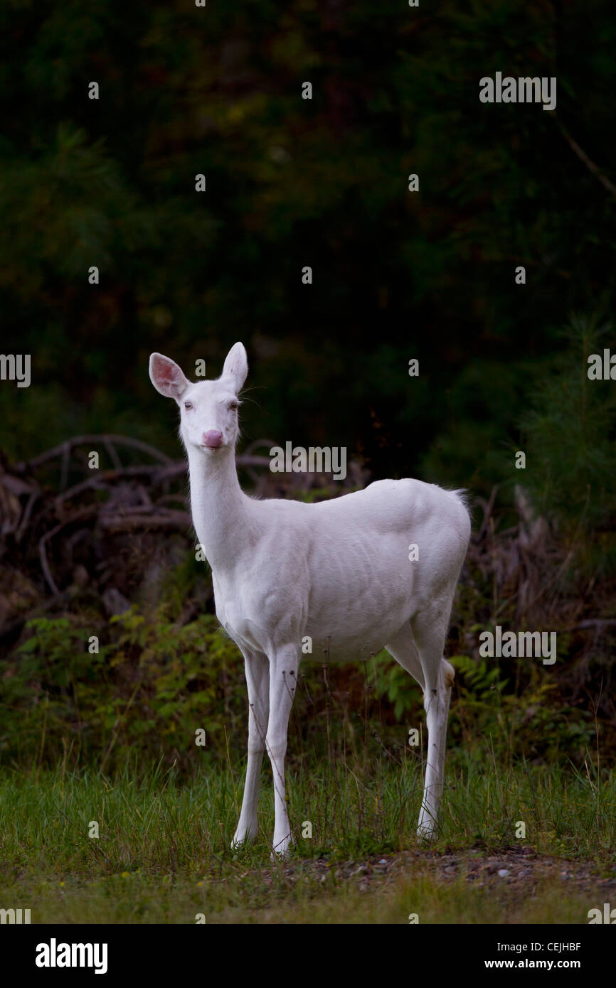 A rare herd of Albino Whitetail deer roam the woods in Boulder Junction ...