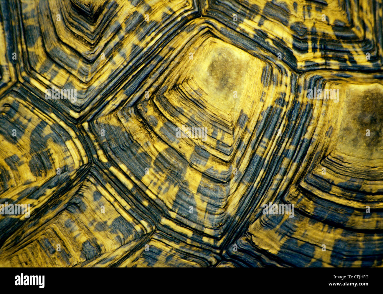 Close-up shell pattern of a 100 year old tortoise Stock Photo - Alamy