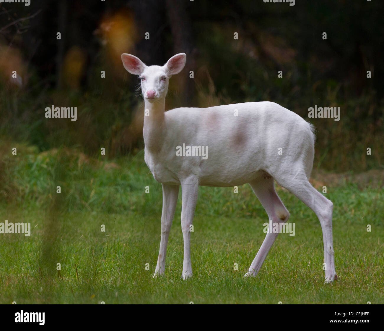 A rare herd of Albino Whitetail deer roam the woods in Boulder Junction ...