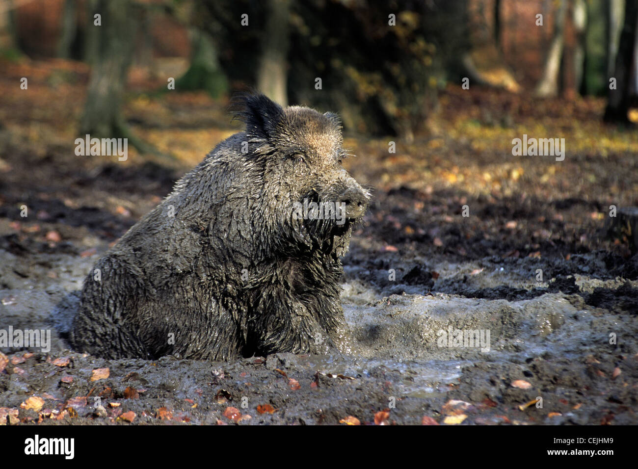 Wild boar (Sus scrofa) covered in mud taking a mudbath in quagmire ...