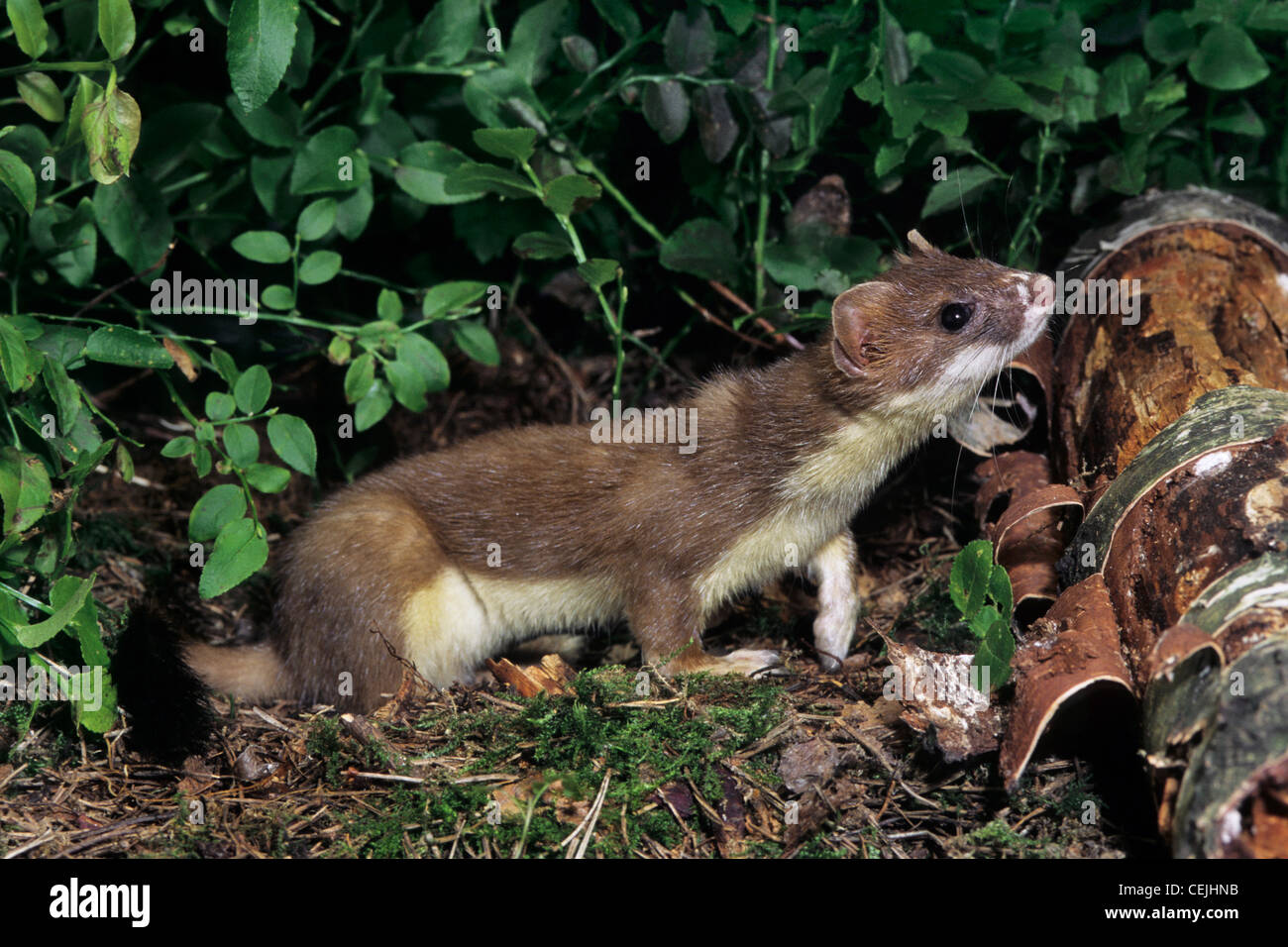 Stoat british hi-res stock photography and images - Alamy