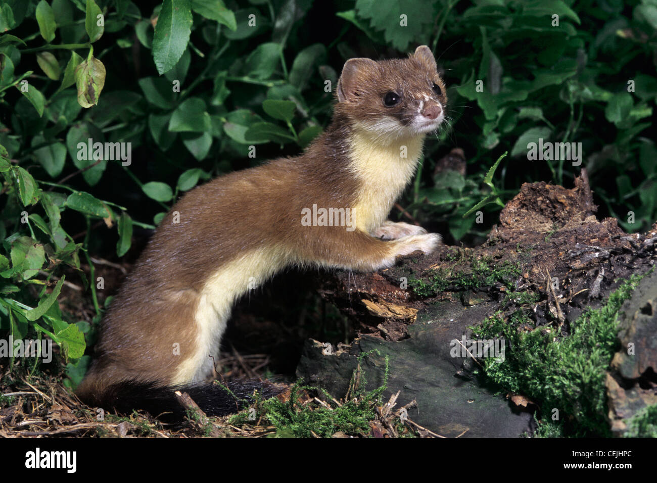 Stoat / ermine / short-tailed weasel (Mustela erminea) hunting in ...