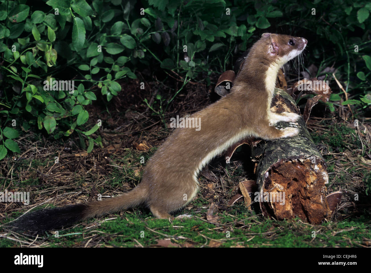 Stoat / ermine / short-tailed weasel (Mustela erminea) hunting in ...